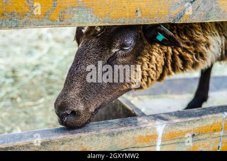 Image of sheep (sheep). Shooting Location: Yokohama-city kanagawa ...