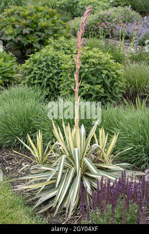 Golden Sword Yucca Plant Stock Photo - Alamy
