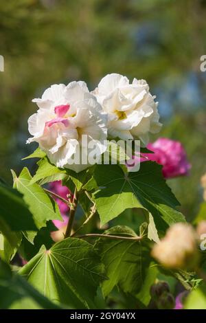 confederate rose (Hibiscus mutabilis), blooming Stock Photo - Alamy