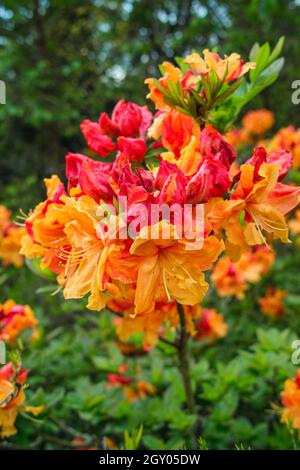 Red orange azalea flower, bush. Stamens with pollen. Orange red ...