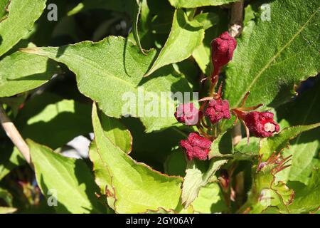 Pink weigela blossoms and green leaves, diagonal movement, soft natural ...