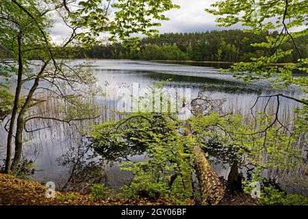 Lake Roofen, nature reserve Stechlin, Germany, Brandenburg, Menz Stock ...