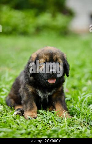 Brown cute happy puppy Newfoundland, Adorable smile dog in the summer ...