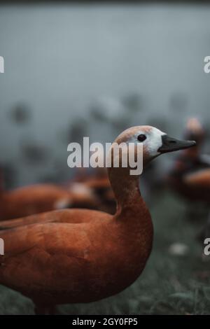 Mandarin duck wild river grass Stock Photo - Alamy