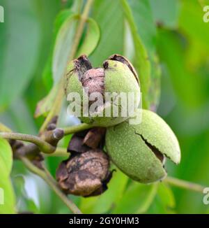 Fall is coming. ripe walnuts on a tree Stock Photo - Alamy