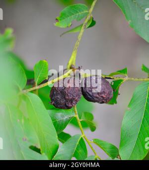 Fall is coming. ripe walnuts on a tree Stock Photo - Alamy