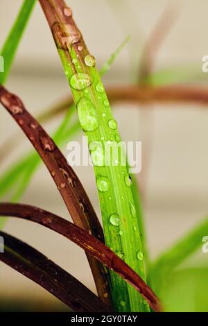 Morning dew on the leaves of the tree in garden Stock Photo - Alamy