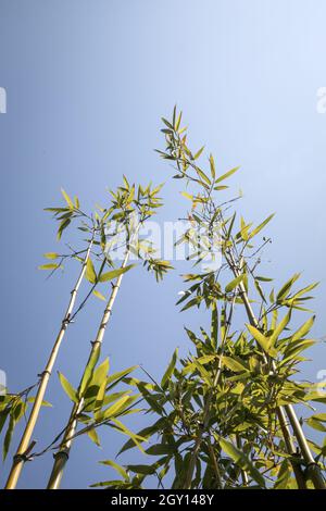 Bamboo branches against the background Stock Photo - Alamy