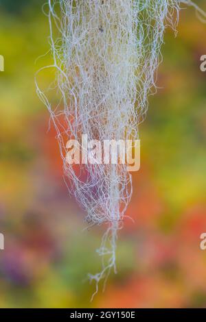 Common Witch's Hair Lichen (Alectoria sarmentosa sarmentosa) Fungi ...