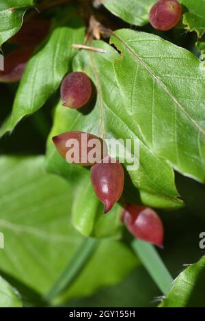 Galls of the Gall Midge (Mikiola fagi) on leaves of Common Beech (Fagus ...