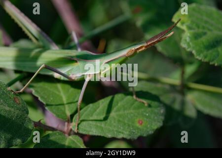 cone-headed grasshopper, nosed grasshopper, and Mediterranean slant ...