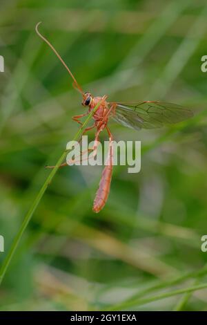 Ichneumonid wasp (Ophion sp Stock Photo - Alamy