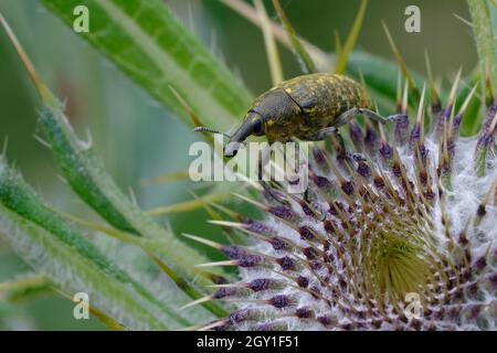 True weevil (Larinus sp.) on a flower Stock Photo - Alamy