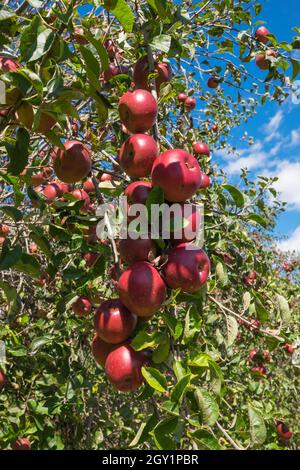 Altapass Apple Orchard in the Blue Ridge Mountains of North Carolina ...