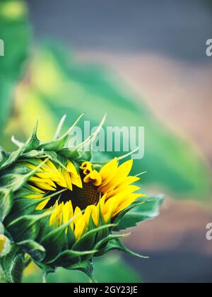 sunflower petals opening Stock Photo - Alamy