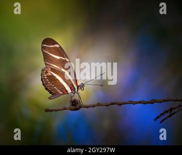 The Zebra longwing butterfly the official state butterfly of Florida ...