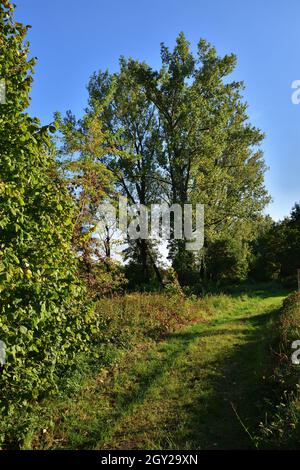 Dirt road, overgrown green grass in the summer cloudy day, Kostroma ...
