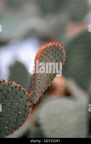 Closeup of Angel's-wings cactus pad in the blurred background Stock ...