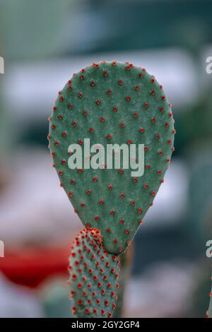 Closeup of Angel's-wings cactus pad in the blurred background Stock ...