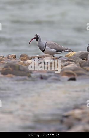 Ibisbill - Ibidorhyncha struthersii Stock Photo - Alamy