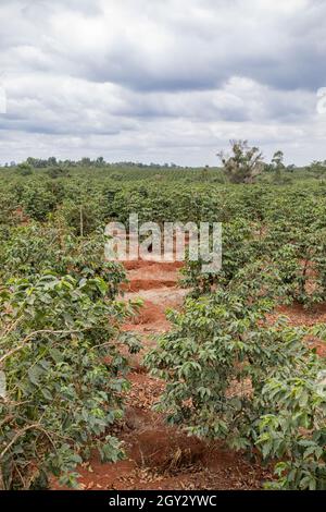 Coffee Beans Tree Farm At Ruiru Kiambu County In Kenya Stock Photo - Alamy
