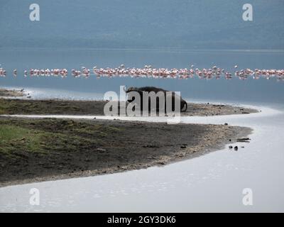 African buffalo resting near water Stock Photo - Alamy