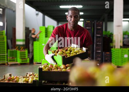 Worker stacking boxes with pears Stock Photo - Alamy