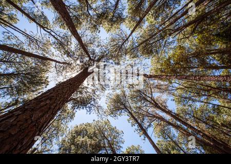 very tall gum trees in Australia looking up Stock Photo - Alamy