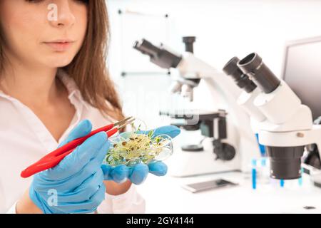 Inspection of the quality of agricultural seeds. Checking the quality ...
