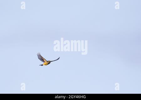 Corsican Finch - Korsengirlitz - Carduelis corsicana, France (Corsica ...