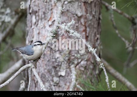 Corsican Nuthatch - Korsenkleiber - Sitta whiteheadi, France (Corsica ...