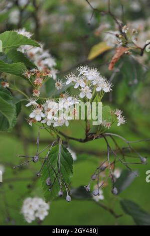 Sorbus alnifolia, Korean mountain ash, deciduous tree, white flowers in ...