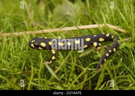 Full body shot of a juvenile of the endangered yellow-spotted or Lake ...