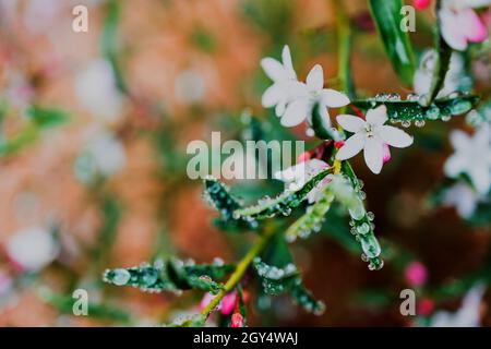 native Australian philotheca plant with tiny white flowers outdoor in ...