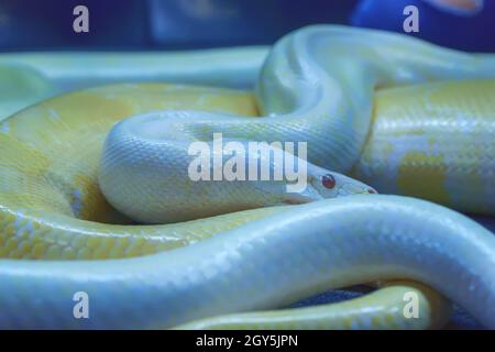 Albino burmese python is curled up. Its pet tame Stock Photo - Alamy
