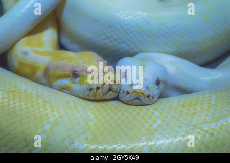 Albino burmese python is curled up. Its pet tame Stock Photo - Alamy