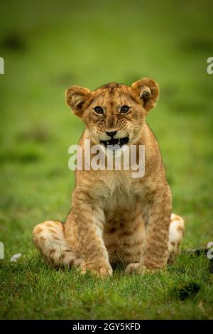 Lion cub sitting, looking at the camera, 10 weeks old, isolated on ...