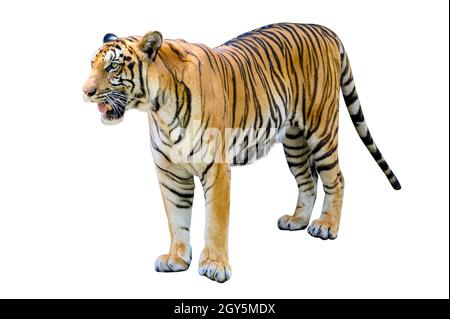 tiger White background Isolate full body Stock Photo - Alamy