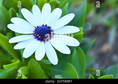 Primrose flowers sprouting in early summer.Primus Stock Photo - Alamy