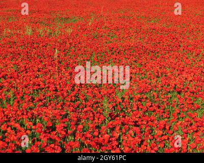 flowers plants colors smell natural spring rural joy countryside Stock ...