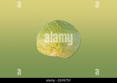 green cabbage over matching colour gradient background with copy space ...