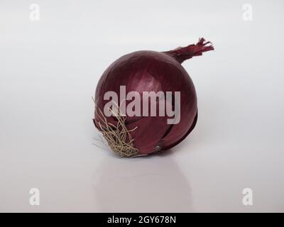 red onions (scientific name Allium cepa aka bulb onion or common onion ...