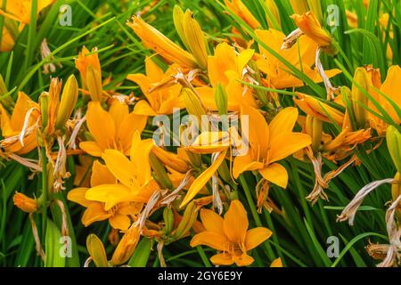 Hemerocallis Fulva Flower, Belongs to the Xanthorrhoeaceae Family Stock ...