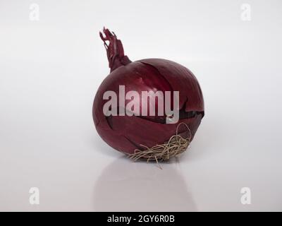 red onions (scientific name Allium cepa aka bulb onion or common onion ...