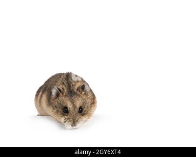 Cute adult hamster, standing facing front beside toy birthday cake ...