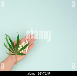 female hand holding green cannabis leaf on blue background, concept of ...