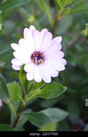 Primrose flowers sprouting in early spring.Primus Stock Photo - Alamy