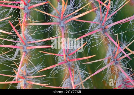 Cactus from the family of perennial flowering plants of the order of ...