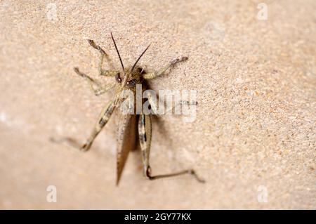 Gray Locust, harmful insect eating vegetation Stock Photo - Alamy