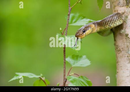 Aesculapian snake, zamenis longissimus, hissing on a branch of tree ...
